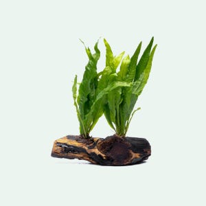 Java Fern Driftwood - Microsorum Pteropus on Aquarium Safe Driftwood ...