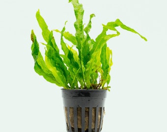 Java Fern Narrow-leaf microsorum Pteropus 'narrow' BUY3GET1FREE Live ...