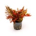 Selaginella Erythropus Sanguinea Red Ruby Club Moss Live Terrarium ...