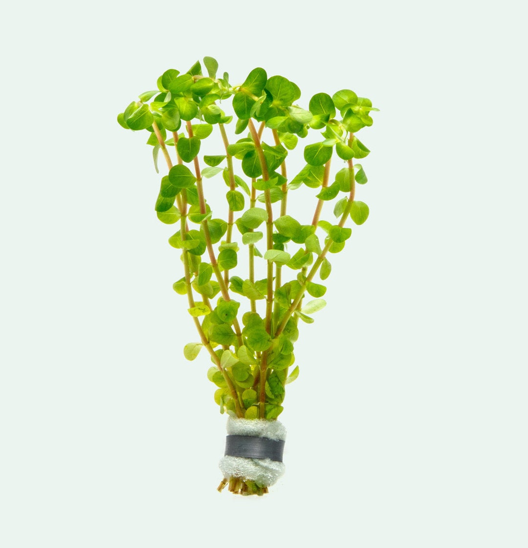 Rotala Colorata Aquatic Stem Plant for Planted Aquarium, Terrarium ...