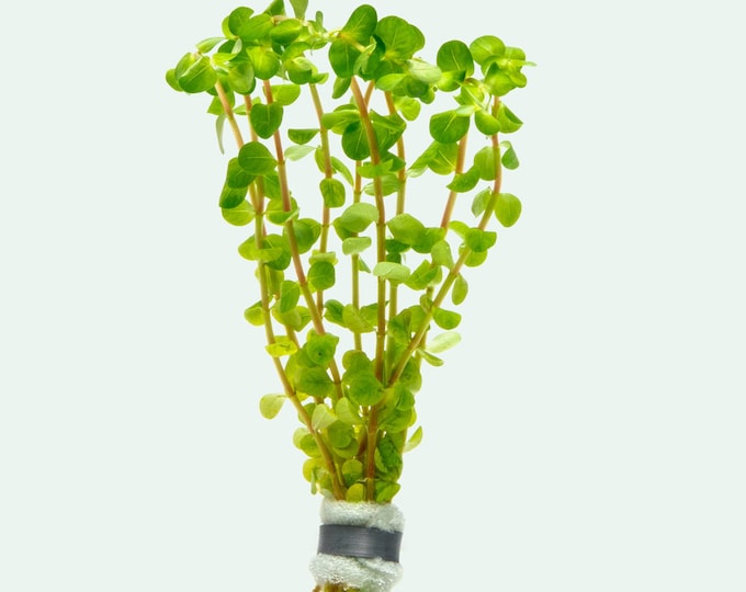 Tank One, Various Live Aquarium/aquatic/background/midground/foreground ...