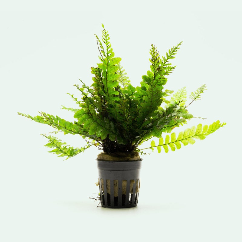 Miniature Ferns - Etsy