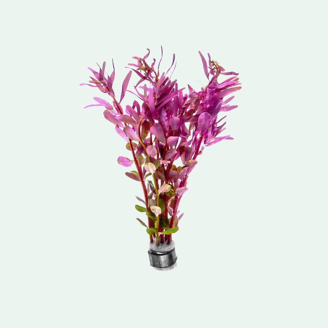 Live Aquatic Stem Plants Rotala Rotundifolia Orange Juice, Live ...