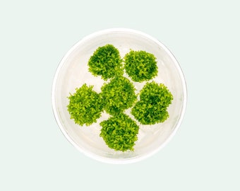 Crystalwort riccia Fluitans Floating Aquatic Plant for Aquarium ...