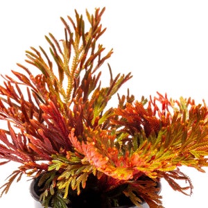 Selaginella Erythropus Sanguinea Red Ruby Club Moss Live Terrarium ...