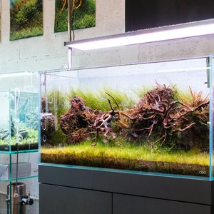 Eleocharis Vivipara Giant Hair Grass Freshwater Live Aquarium Plants ...