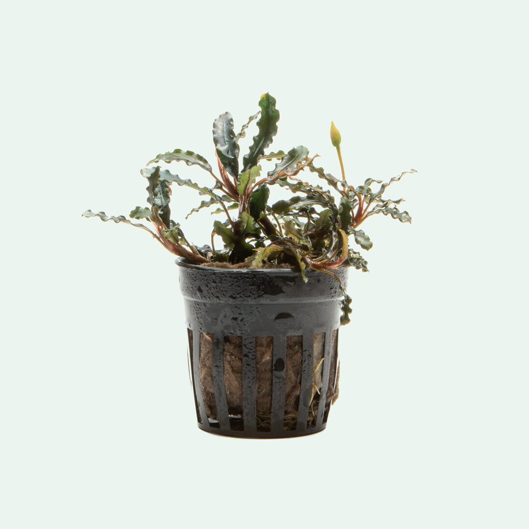 Bucephalandra Titan Rare Buce Live Aquarium Plant for Planted Tanks ...