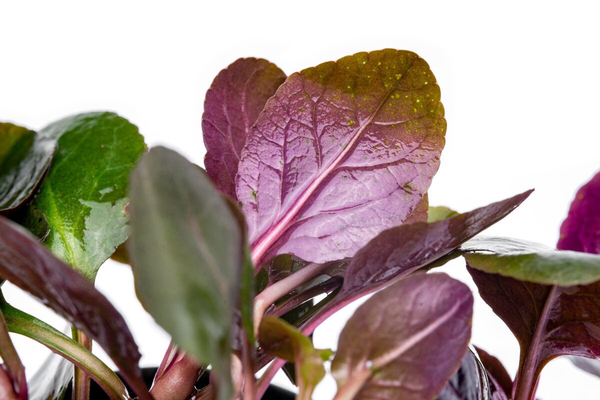 Lobelia Cardinalis (cardinal Plant 'dwarf') Live Aquarium Plant, Easy ...