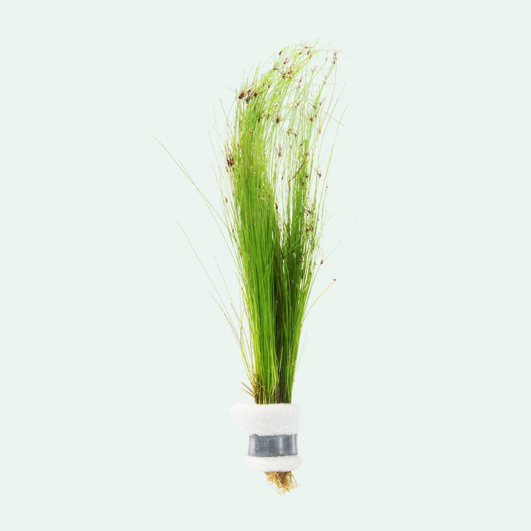 Eleocharis Vivipara Giant Hair Grass Freshwater Live Aquarium Plants ...