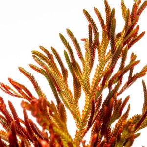 Selaginella Erythropus Sanguinea Red Ruby Club Moss Live Terrarium ...