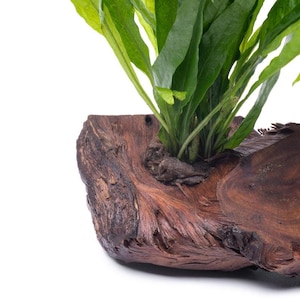 Java Fern Driftwood - Microsorum Pteropus on Aquarium Safe Driftwood ...