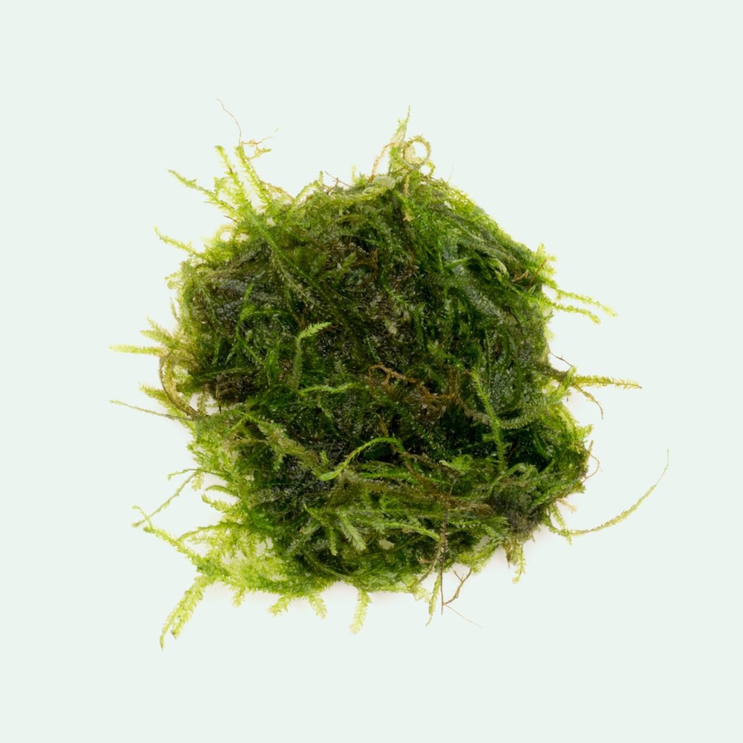 Aquarium Moss Peacock Moss, Live Aquatic Plant, Live Moss for Terrarium ...