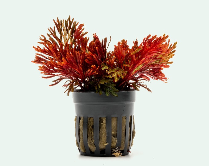 Selaginella Erythropus Sanguinea Red Ruby Club Moss Live Terrarium ...