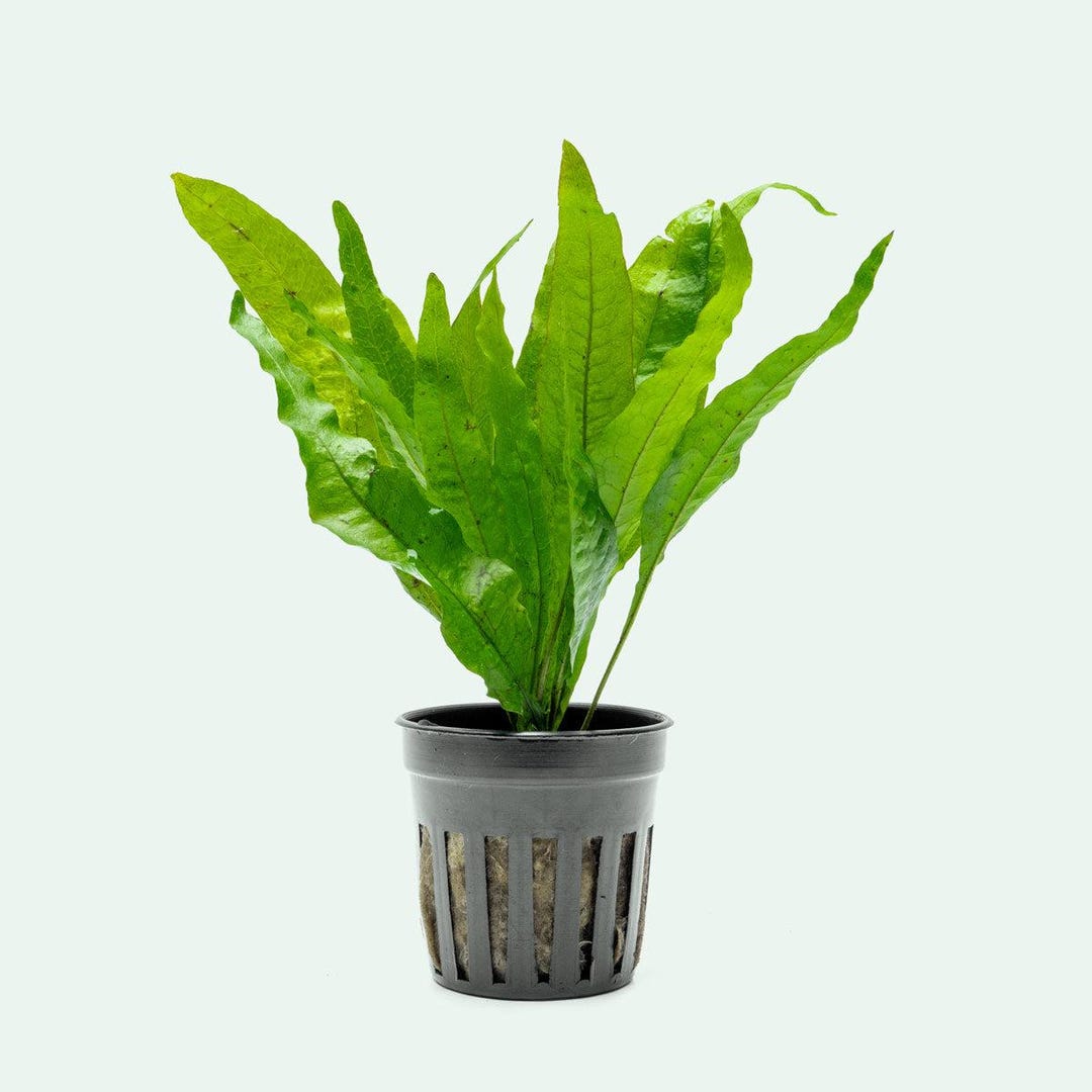 Java Fern - Microsorum Pteropus | Easy Aquarium Plant, Fish Tank Decor ...
