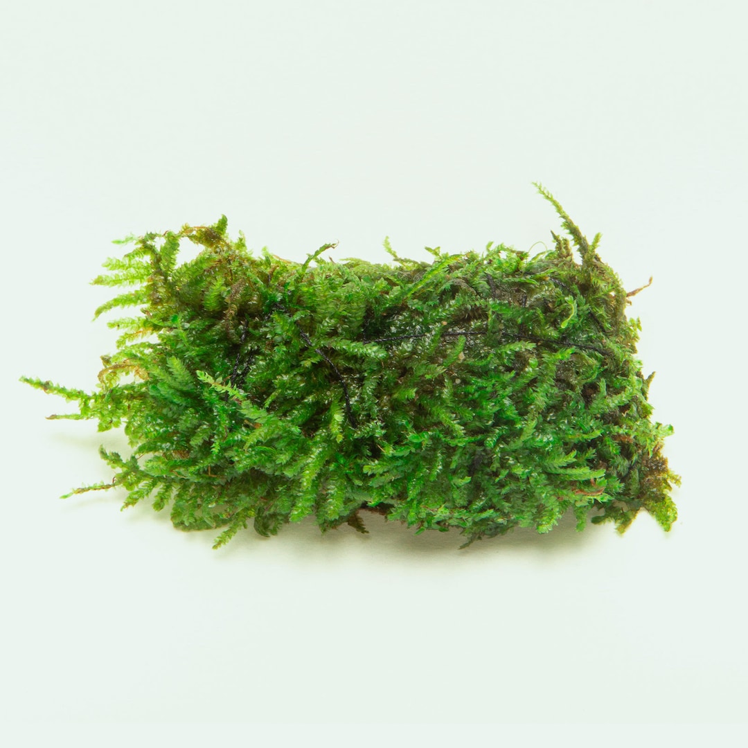 Aquarium Moss Sheet Easy Beginner Live Aquatic Plant, Fish Tank Moss ...