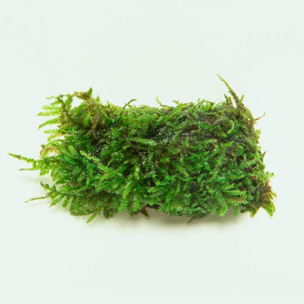 Green Sheet Moss - Etsy