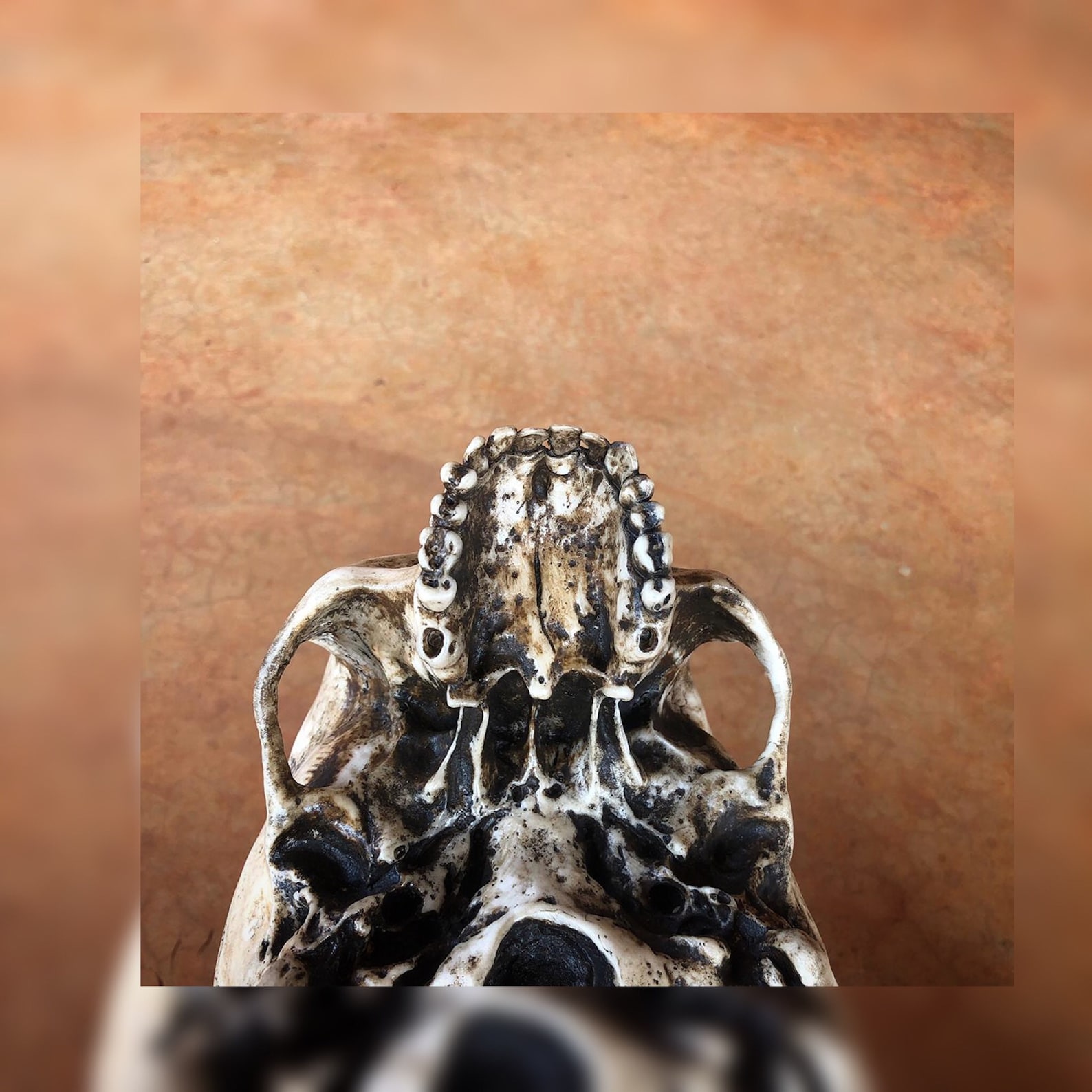 Hyper Realistic Human Skull - Etsy