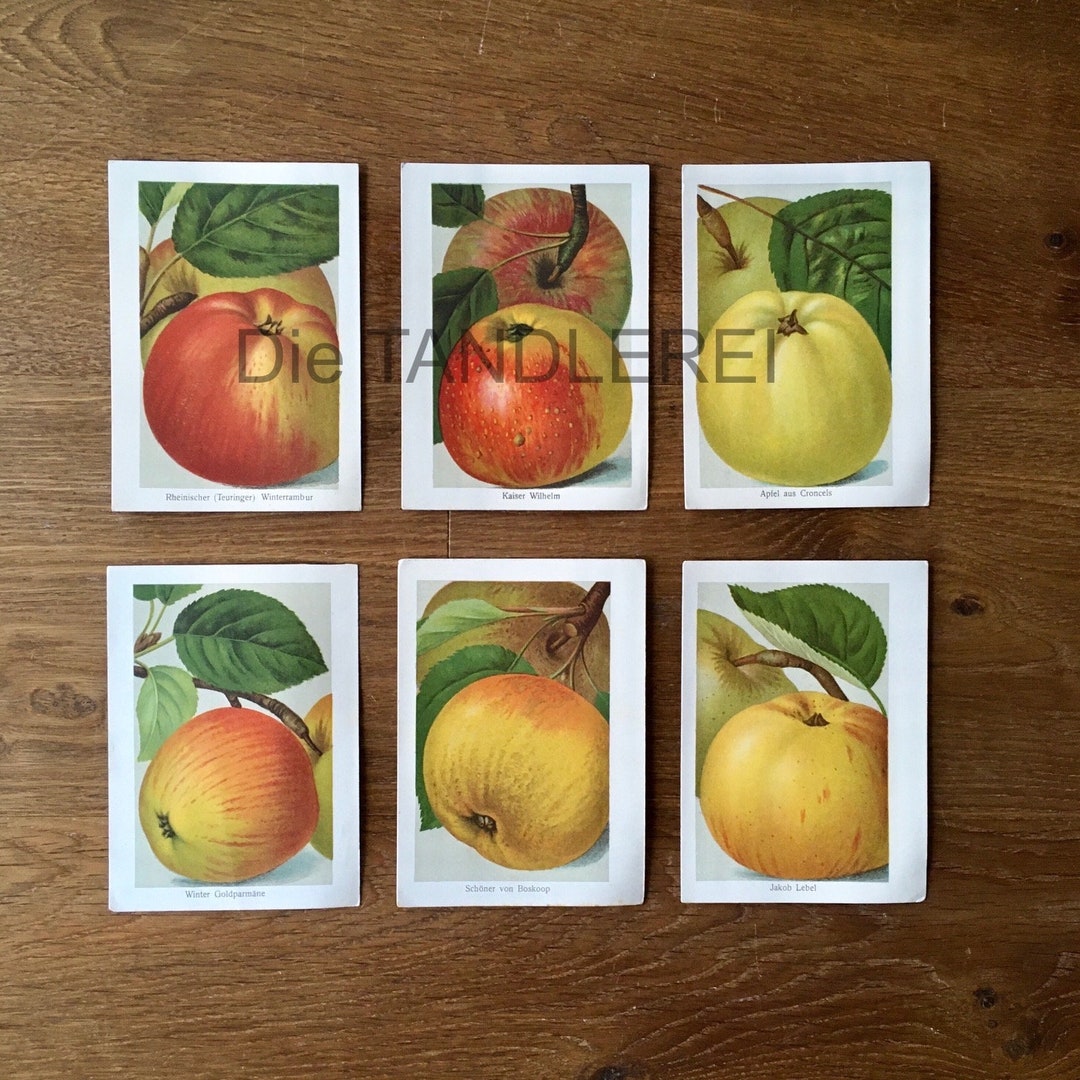 Antique Apple Prints | Cards for Nature Lover | Old Botanical Fruit ...