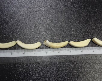 Wild boar teeth | Etsy