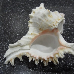 1809-06 - Lucky Natural Seashell - Murex Ramosus - Natural Seashell ...