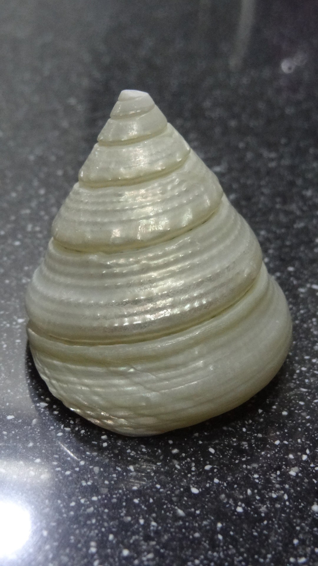 1809-10 - Lucky Natural Seashell - Calliostoma Jujubinum - Natural ...