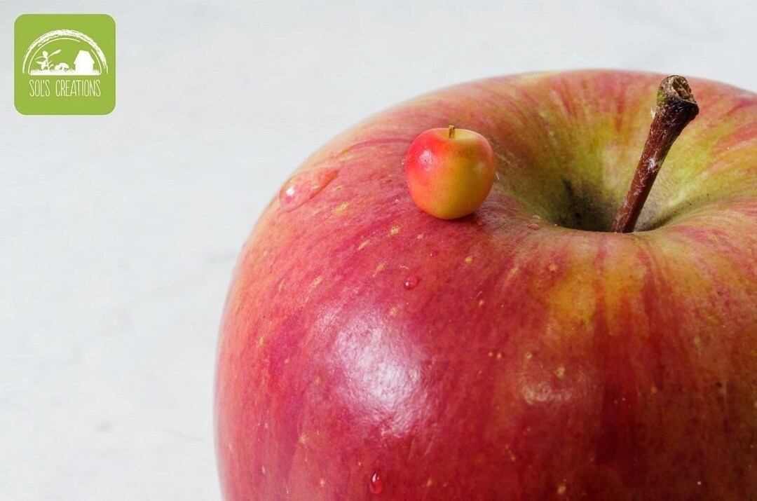 5x Cute Miniature Fuji Apples - Scale 1:12 - Etsy