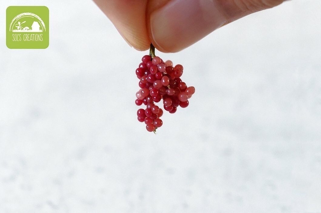 Miniature Red Grapes - Scale 1:12 - Etsy