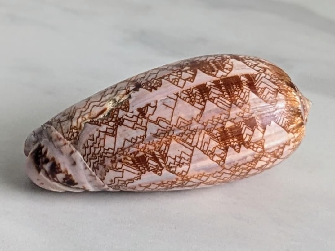 Oliva Porphyria Olividae Tent Olive Shell 85 Mm - Etsy