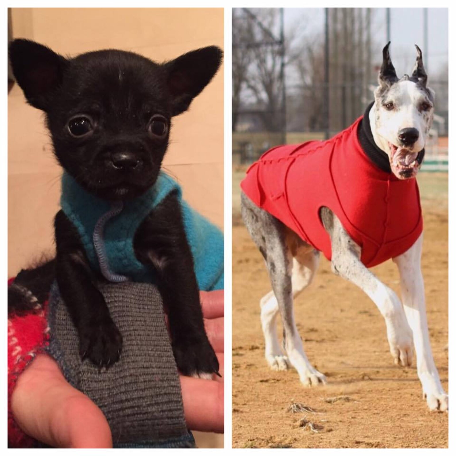 Red Big Dog Sweater Repurposed Wool Dog Coat FITS 60-70 | Etsy