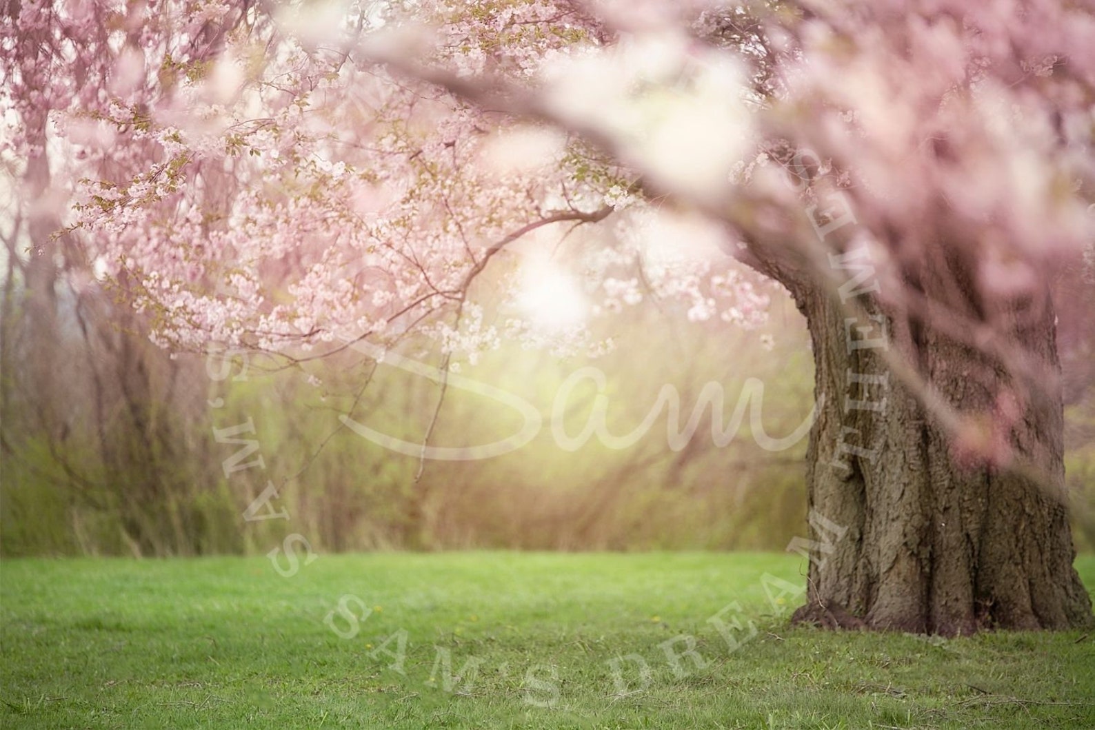 5 Cherry Blossom Tree Digital Backdrops Bundle - Etsy New Zealand