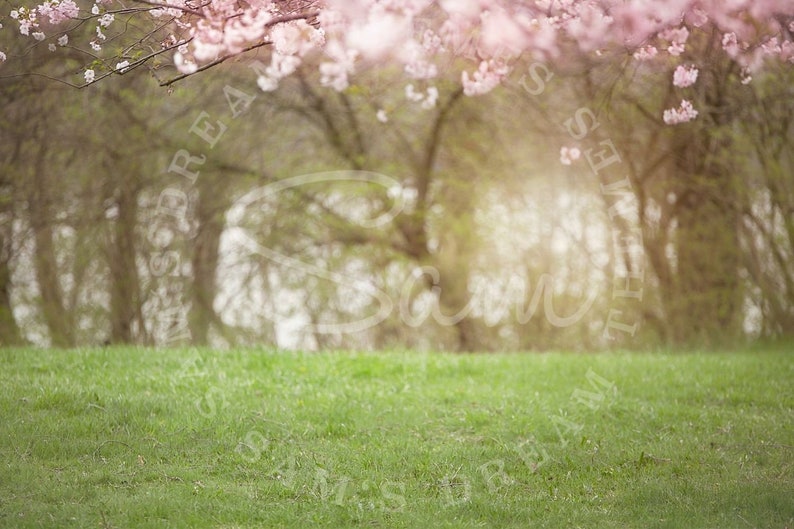 5 Cherry Blossom Tree Digital Backdrops Bundle - Etsy
