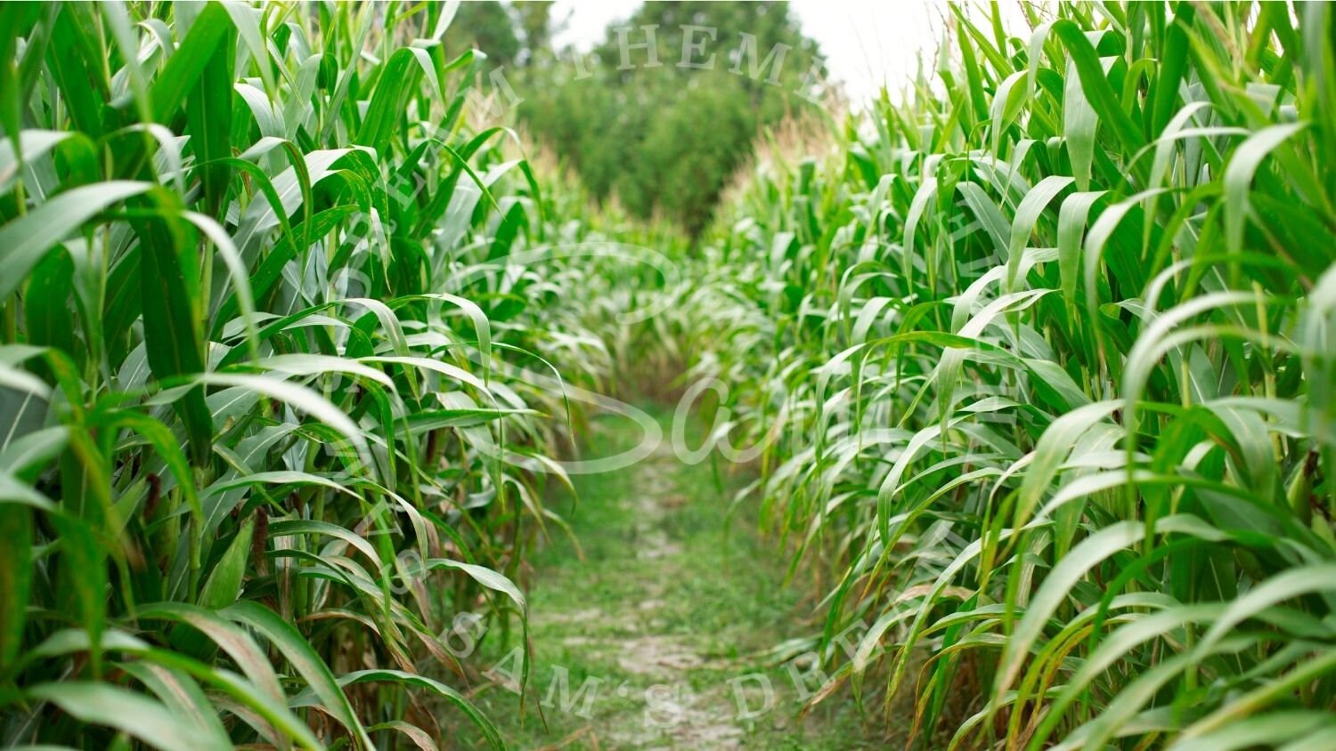 6 Corn Field and Farm Digital Backdrops Bundle - Etsy