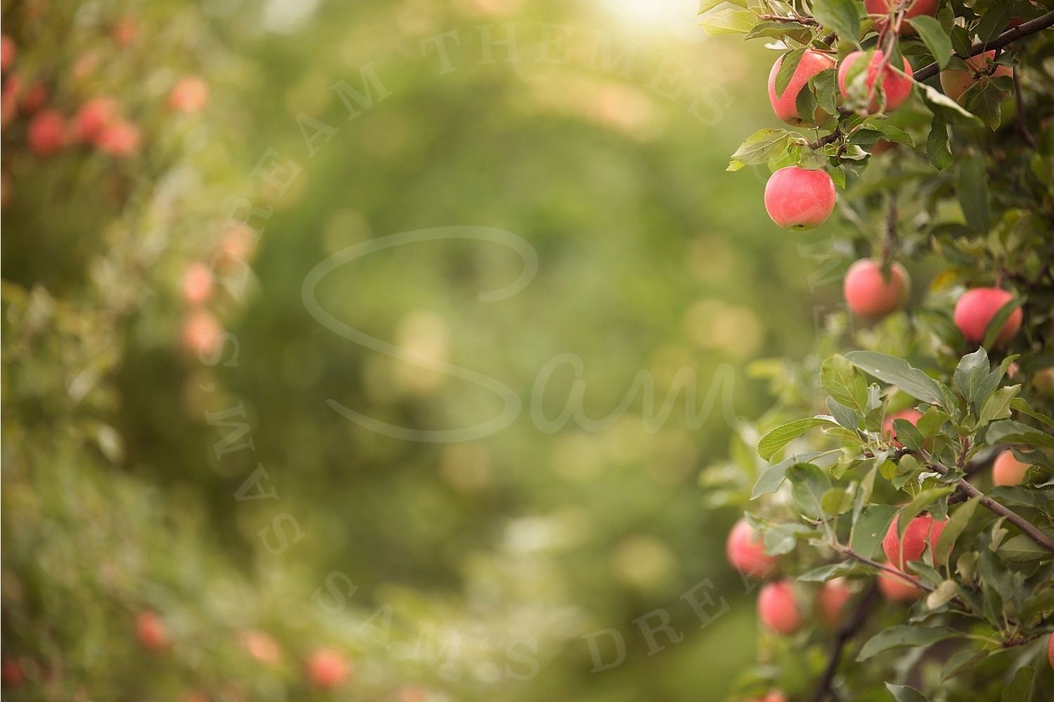 6 Apple Orchard Digital Backdrops Bundle - Etsy