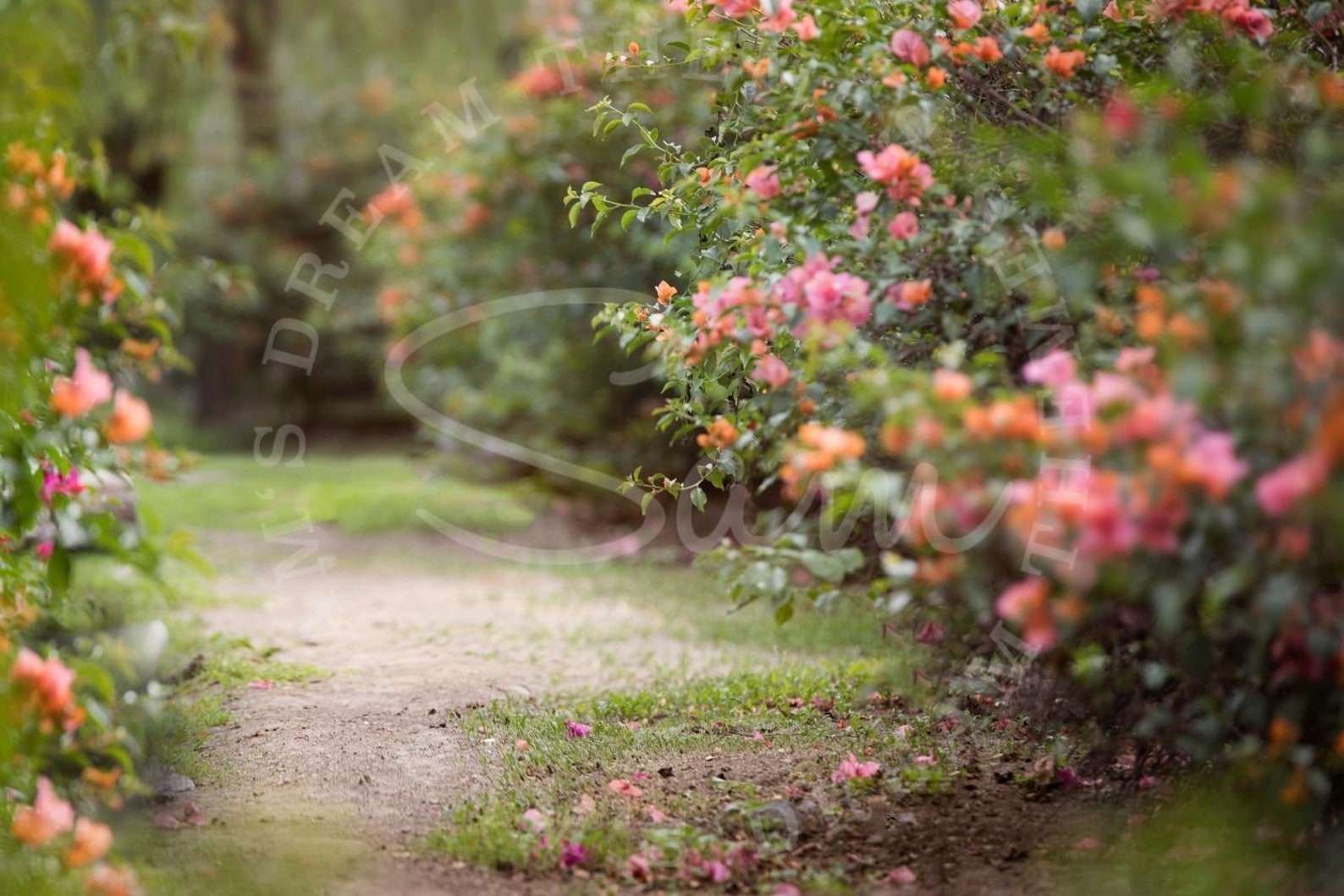 Blooming Flower Path Digital Summer Backdrop Also Found in - Etsy