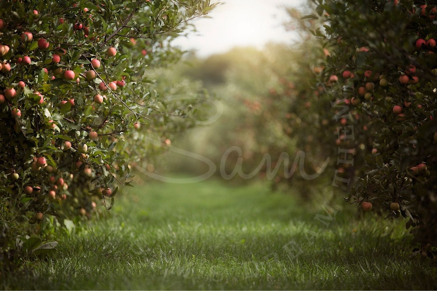 6 Apple Orchard Digital Backdrops Bundle - Etsy
