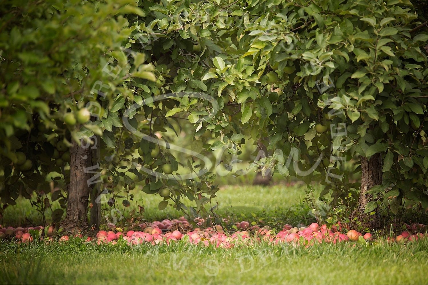 6 Apple Orchard Digital Backdrops Bundle - Etsy