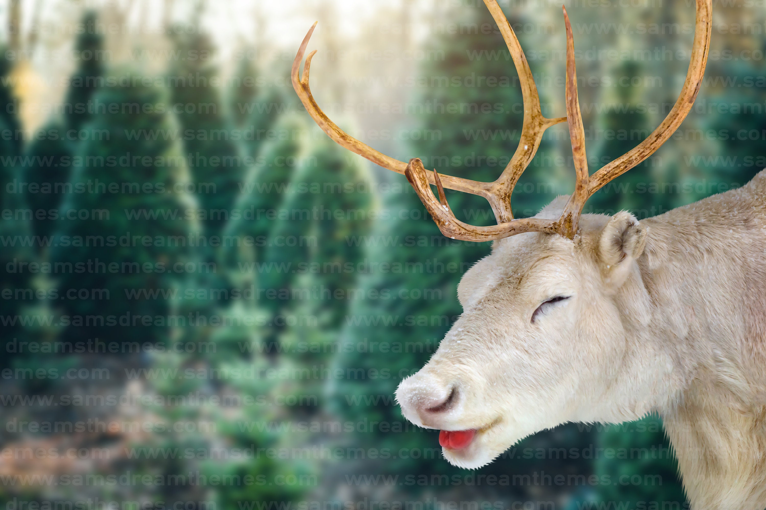 Laughing Reindeer at a Tree Farm Digital Christmas Backdrop - Etsy