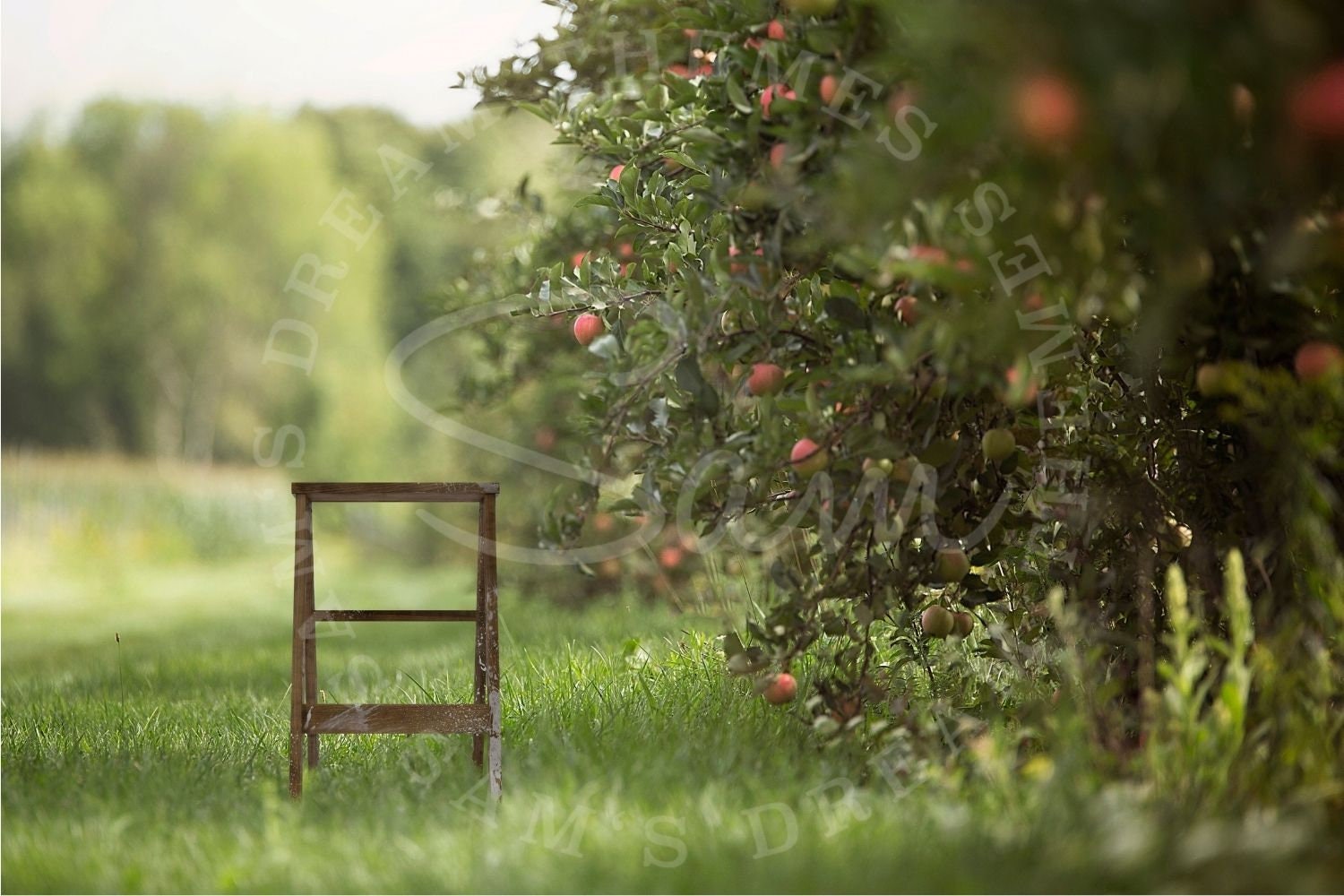 Apple Picking in a Fall Orchard Digital Backdrop Also Found - Etsy