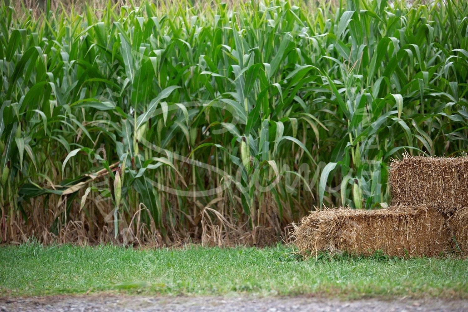 6 Corn Field and Farm Digital Backdrops Bundle - Etsy