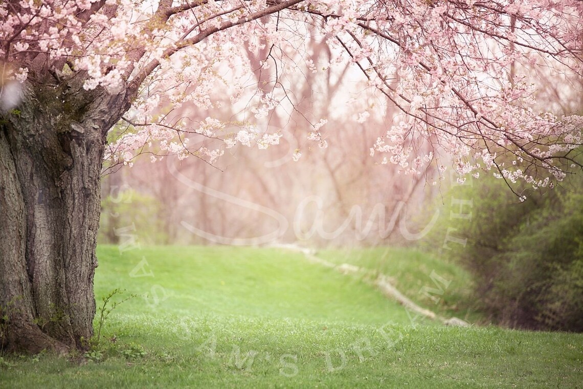 5 Cherry Blossom Tree Digital Backdrops Bundle | Etsy