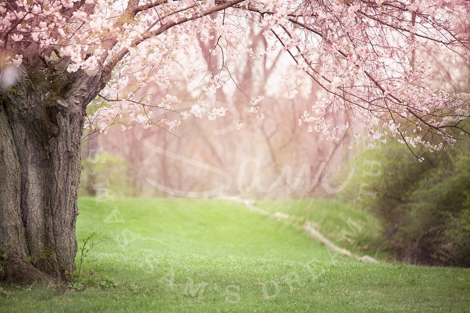 5 Cherry Blossom Tree Digital Backdrops Bundle | Etsy