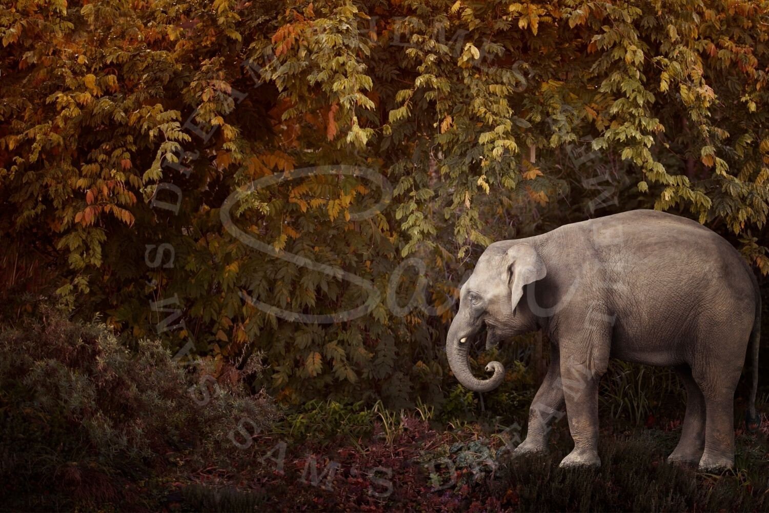 Baby Elephant With Fall Leaves Digital Backdrop - Etsy