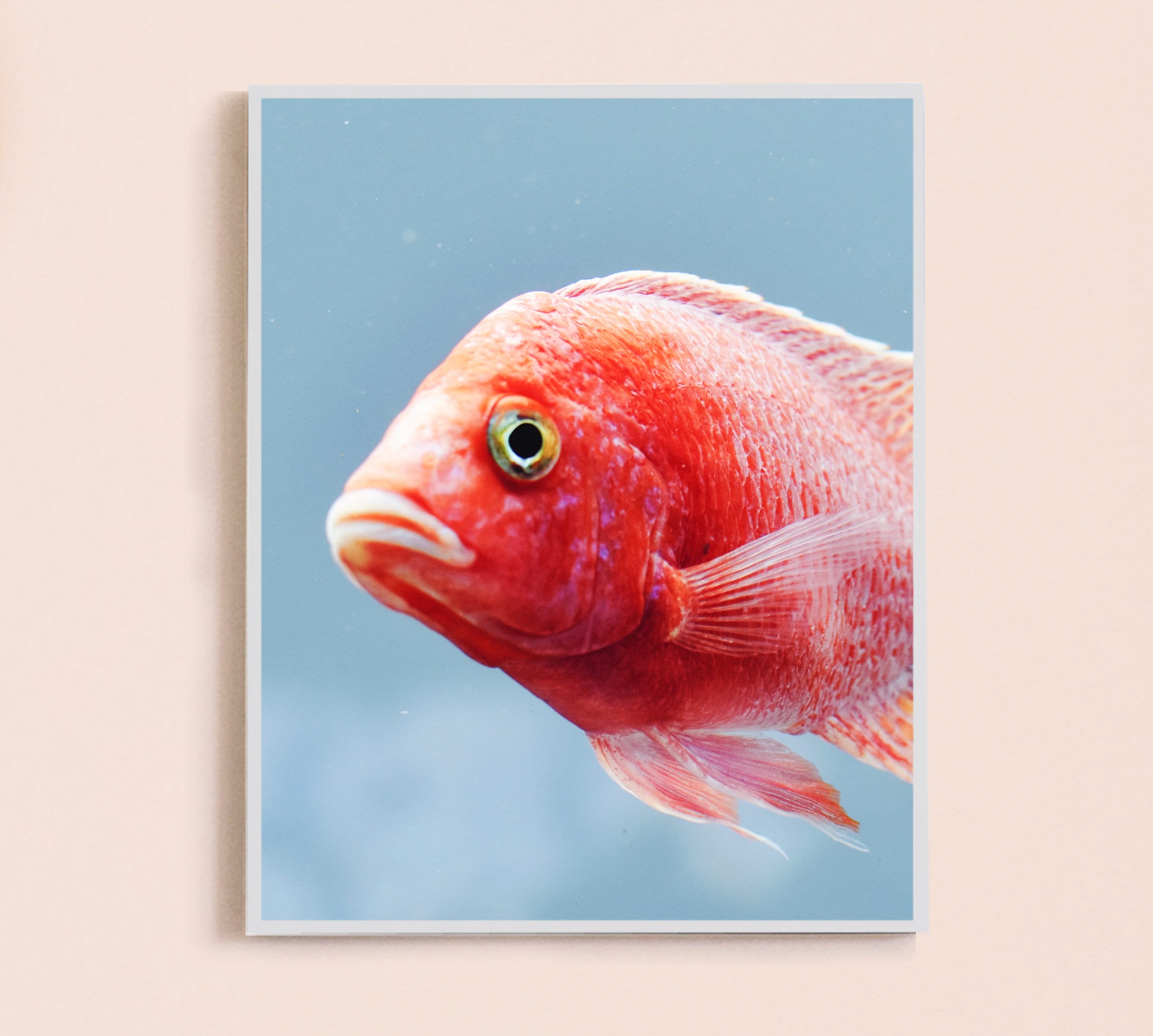 Pink Pet Fish