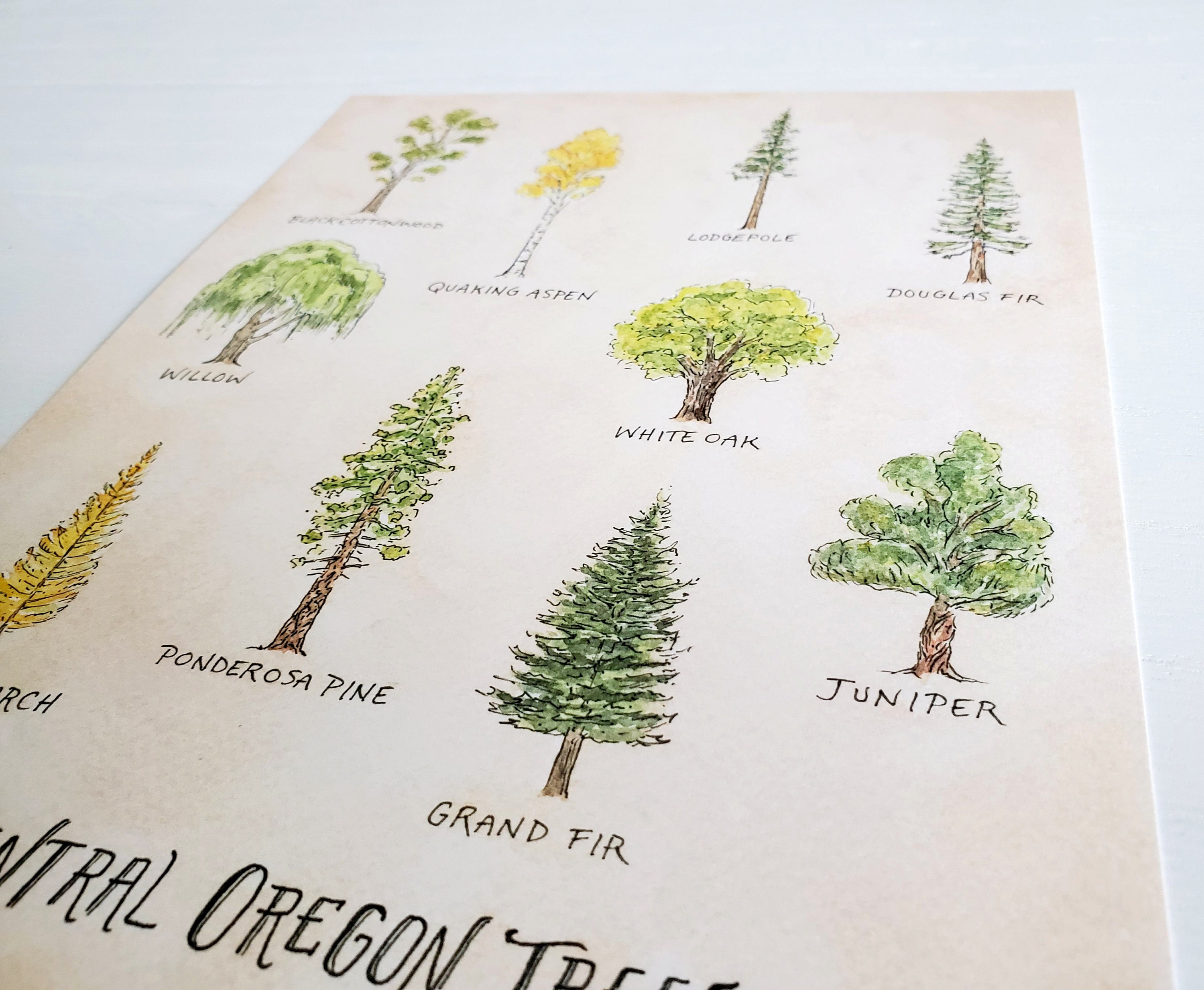 Oregon Tree Collage | Etsy