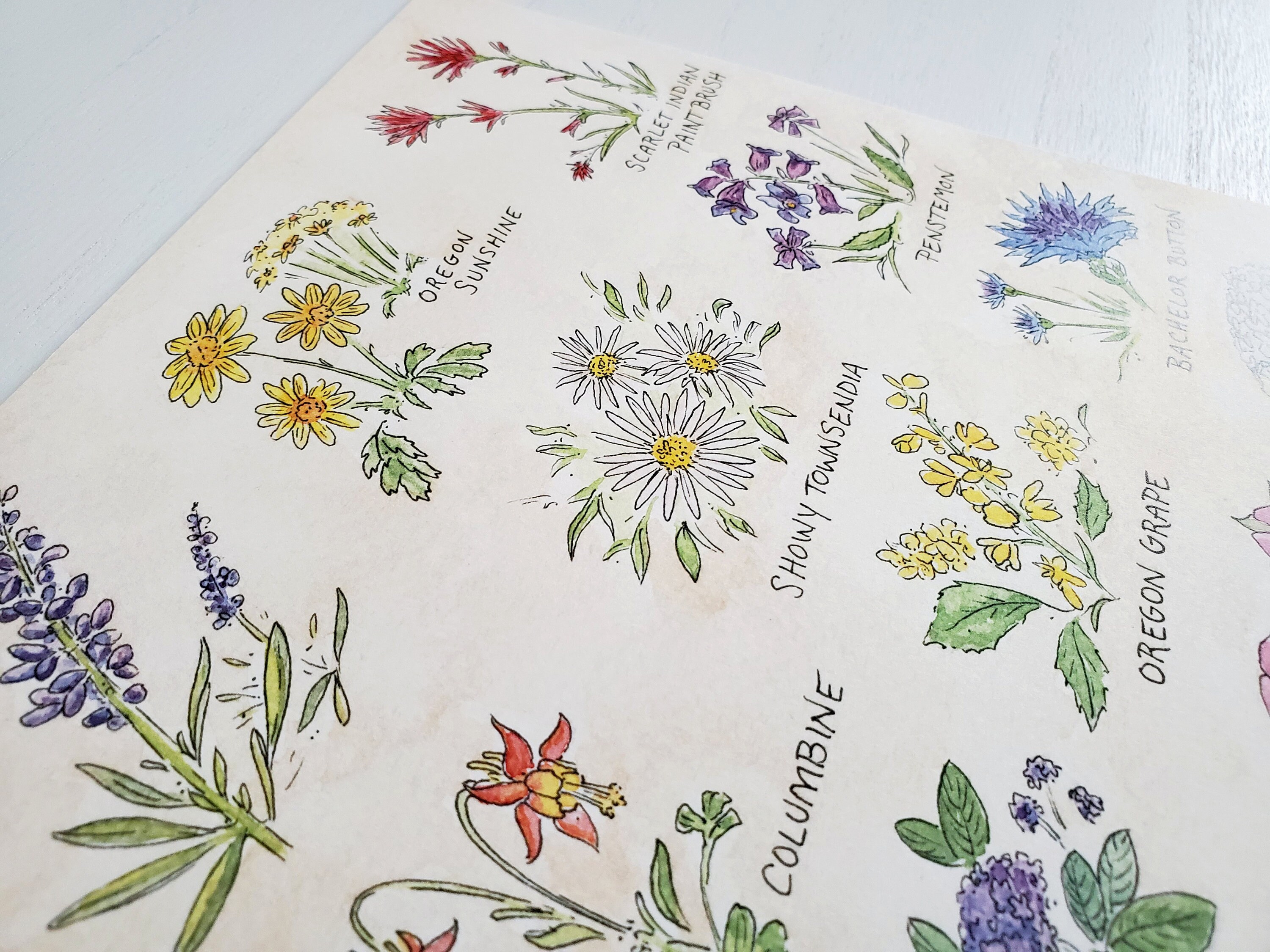 Oregon Wild Flower Collage | Etsy