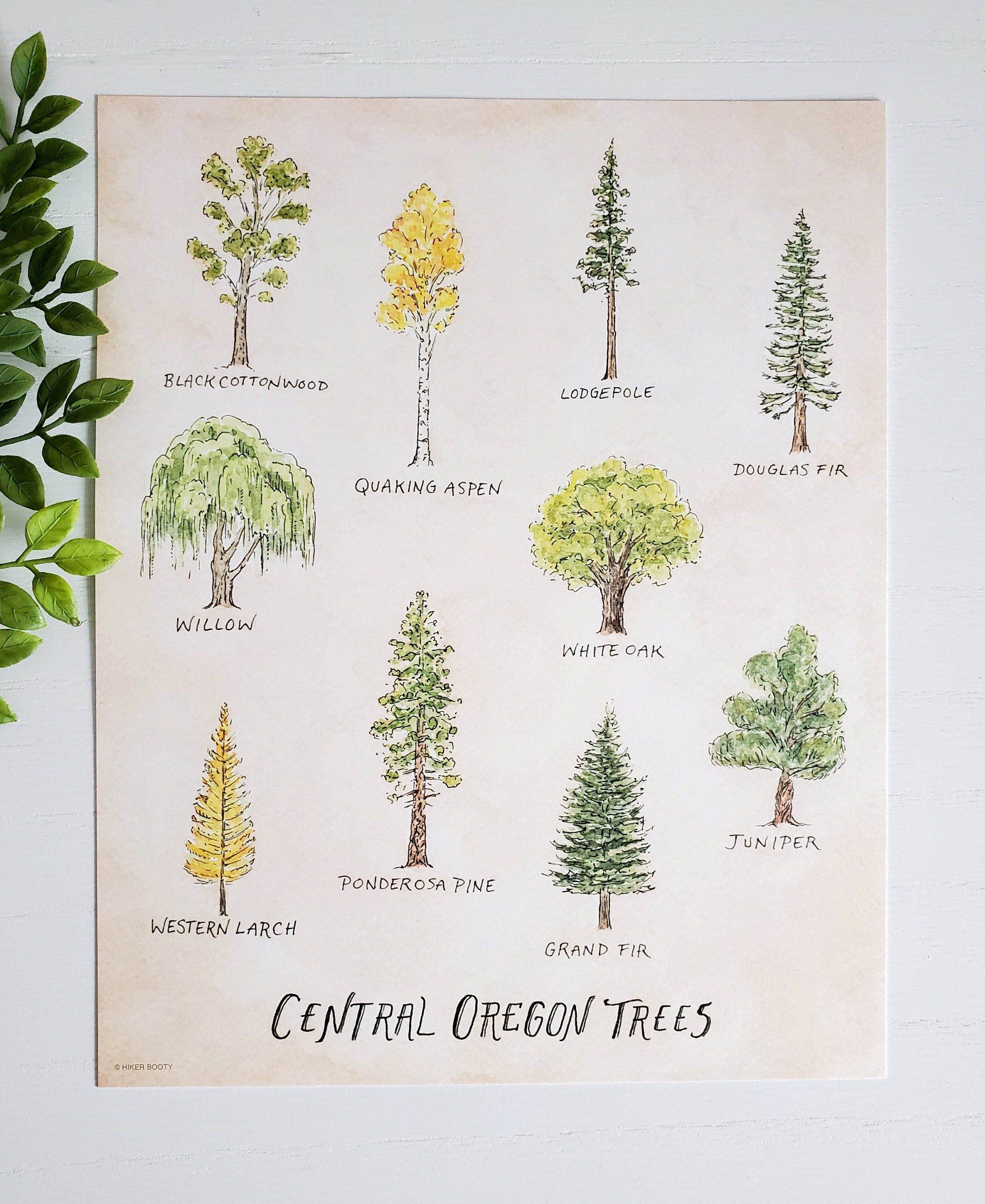 Oregon Tree Collage | Etsy