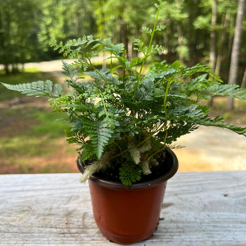 Rabbit Foot Fern - Etsy