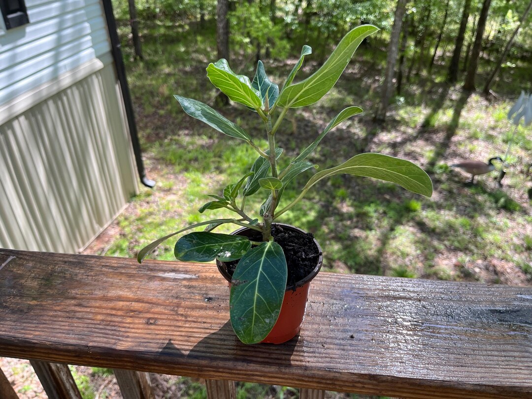 The Ficus Audrey (ficus Benghalensis ‘audrey’) is a Stunning Indoor ...