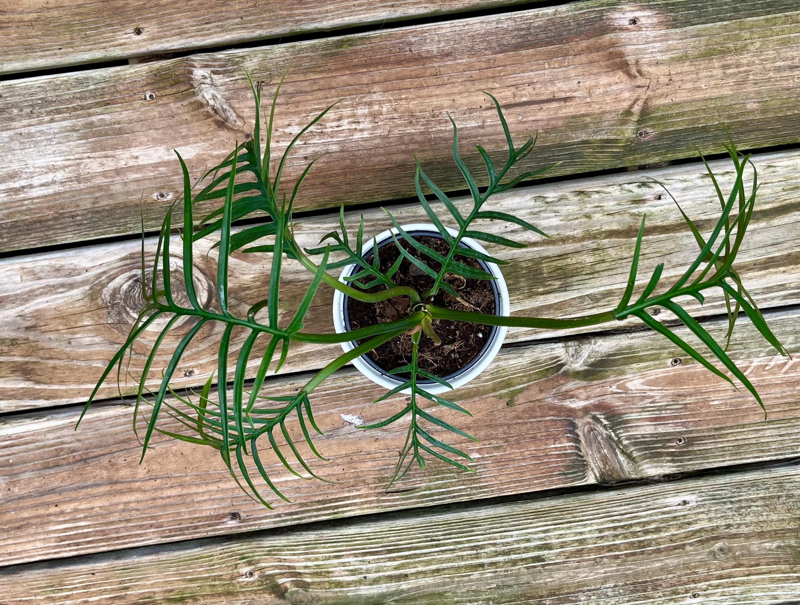 Philodendron Tortum Aka Twisted Sister in 5” Decorative Pot and 12 ...