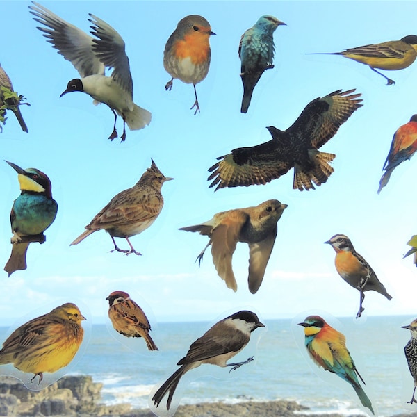 Bird Window Sticker - Etsy UK